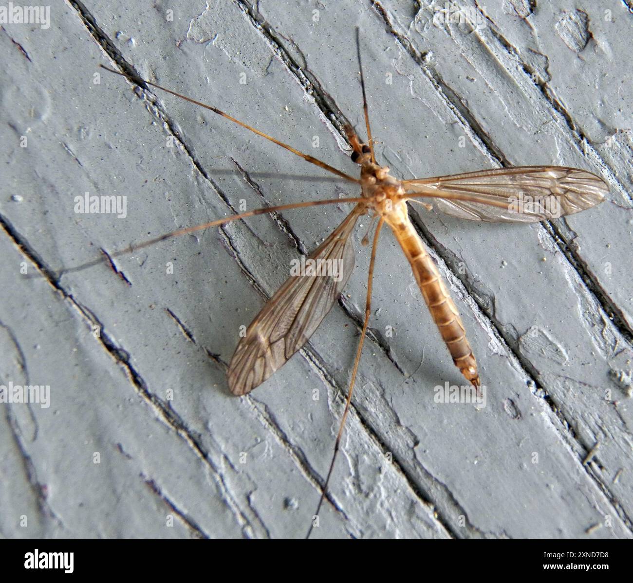 Typical Crane Flies (Tipuloidea) Insecta Stock Photo - Alamy
