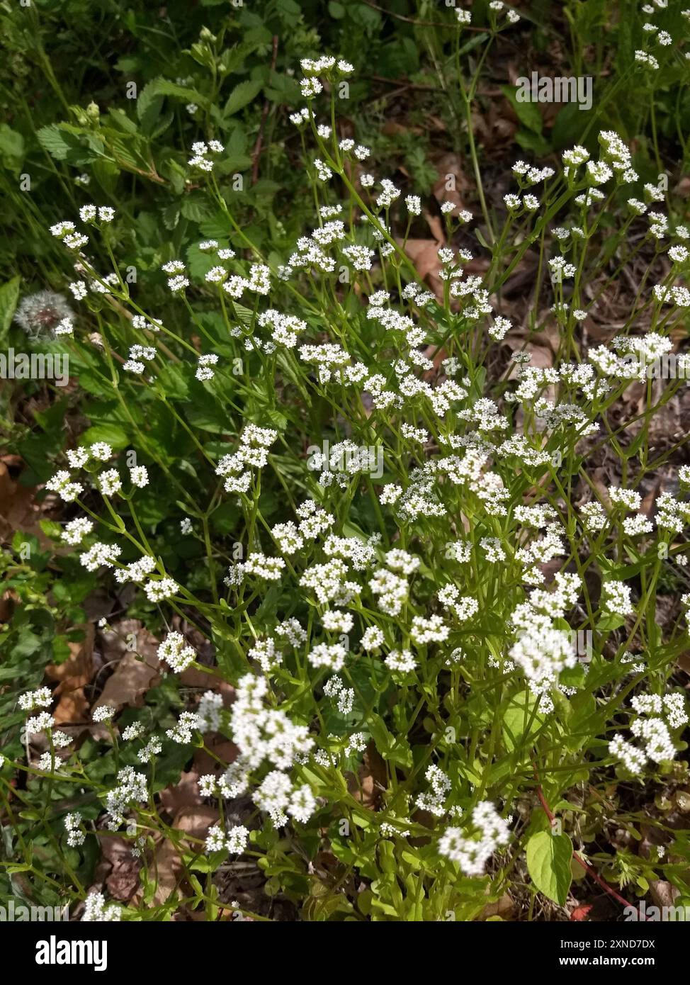 beaked cornsalad (Valerianella radiata) Plantae Stock Photo - Alamy