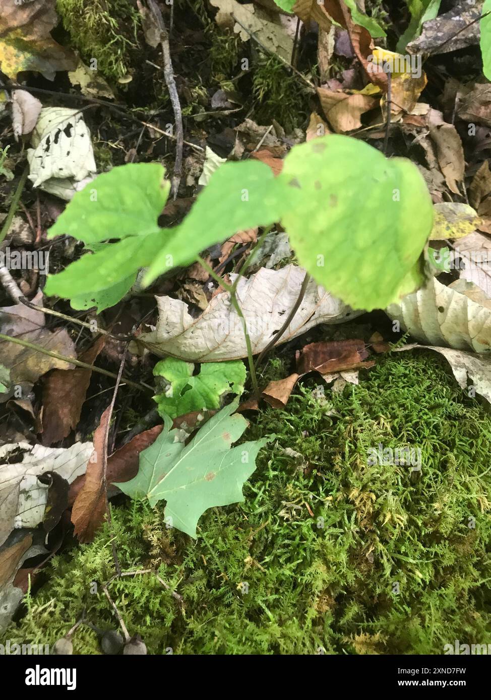 eastern Canada violet (Viola canadensis canadensis) Plantae Stock Photo ...