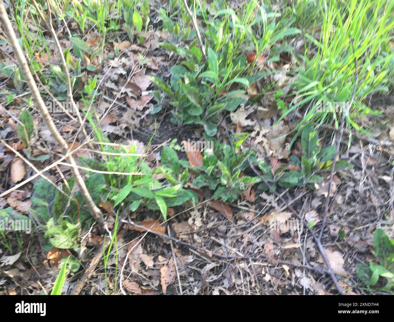 Spotted Hawkweed (Hieracium maculatum) Plantae Stock Photo - Alamy