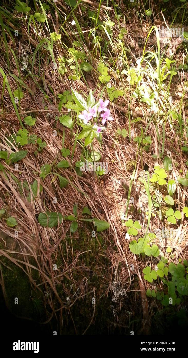 Five-leaflet Bittercress (Cardamine pentaphyllos) Plantae Stock Photo ...