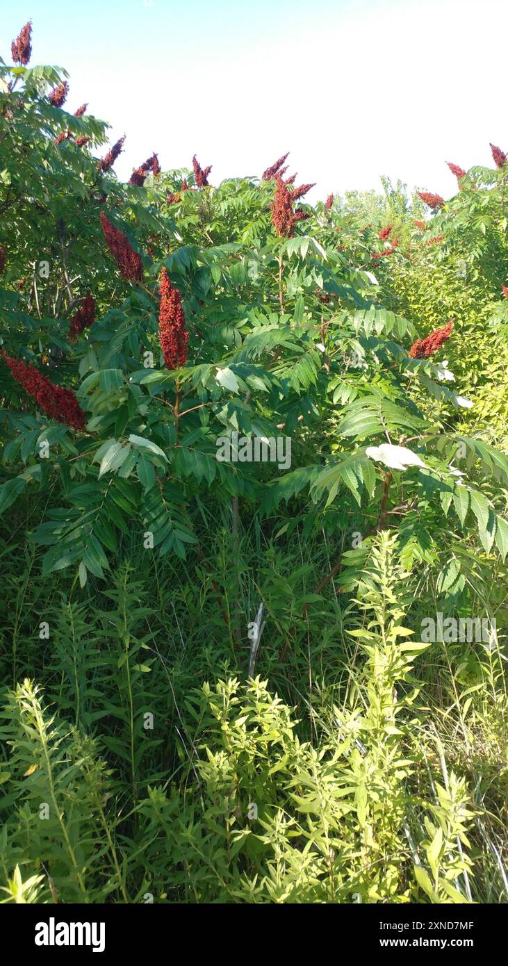smooth sumac (Rhus glabra) Plantae Stock Photo - Alamy