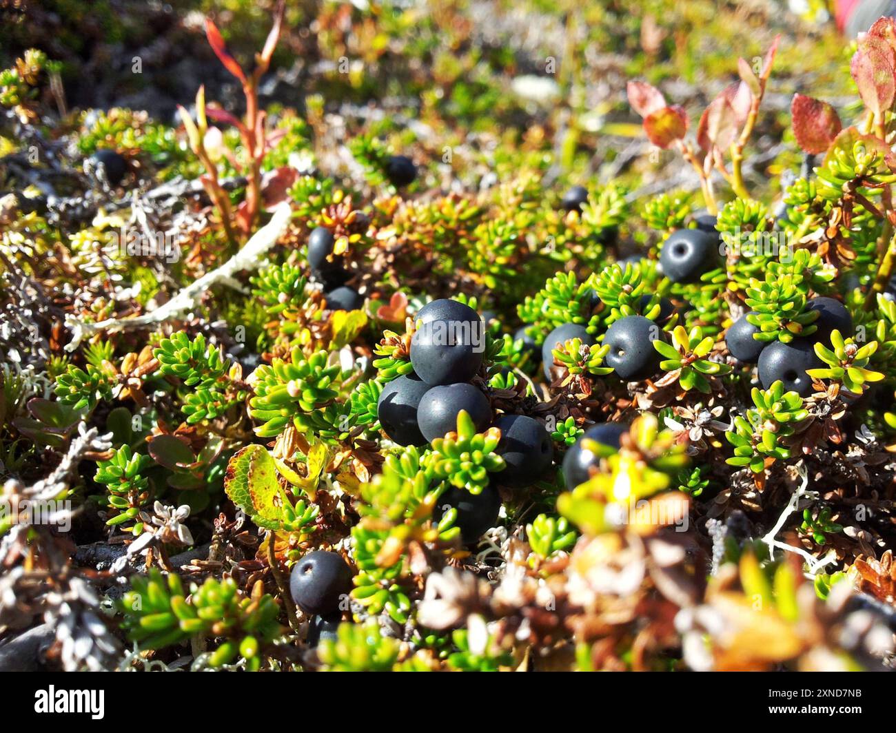 black crowberry (Empetrum nigrum) Plantae Stock Photo - Alamy