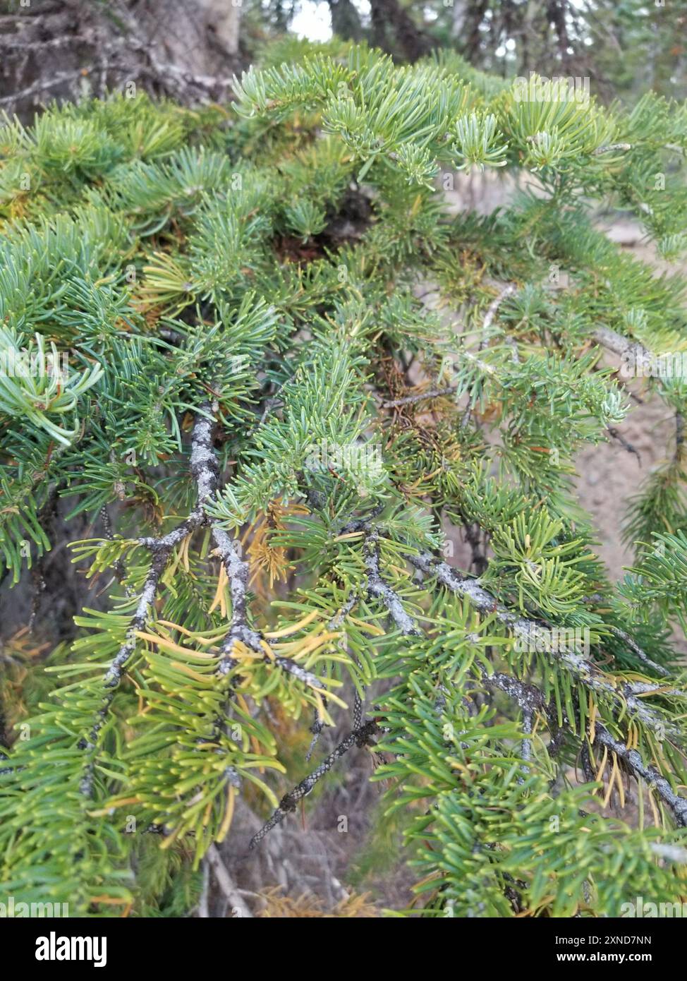 subalpine fir (Abies lasiocarpa) Plantae Stock Photo - Alamy