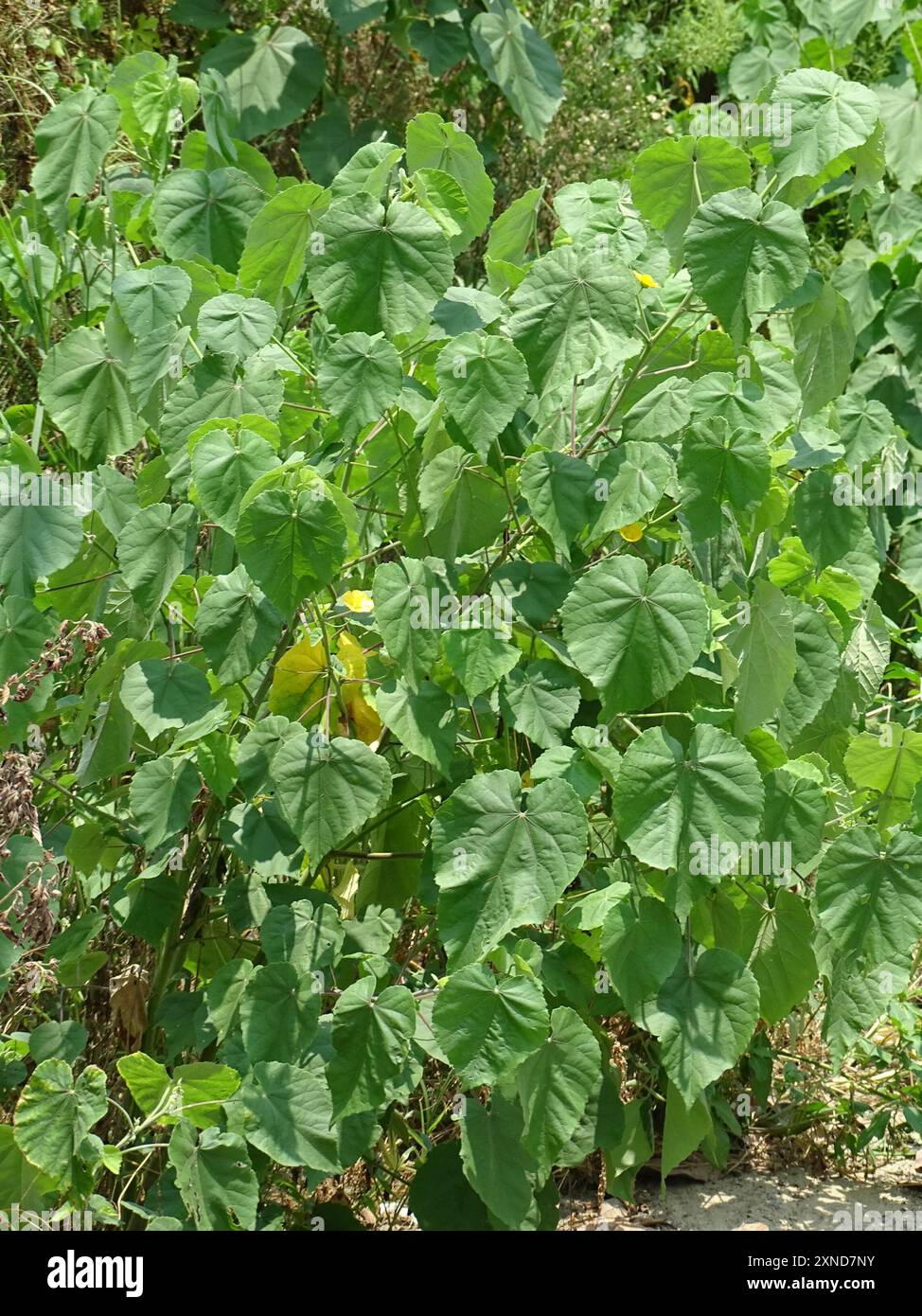 Indian Mallow (Abutilon indicum) Plantae Stock Photo - Alamy