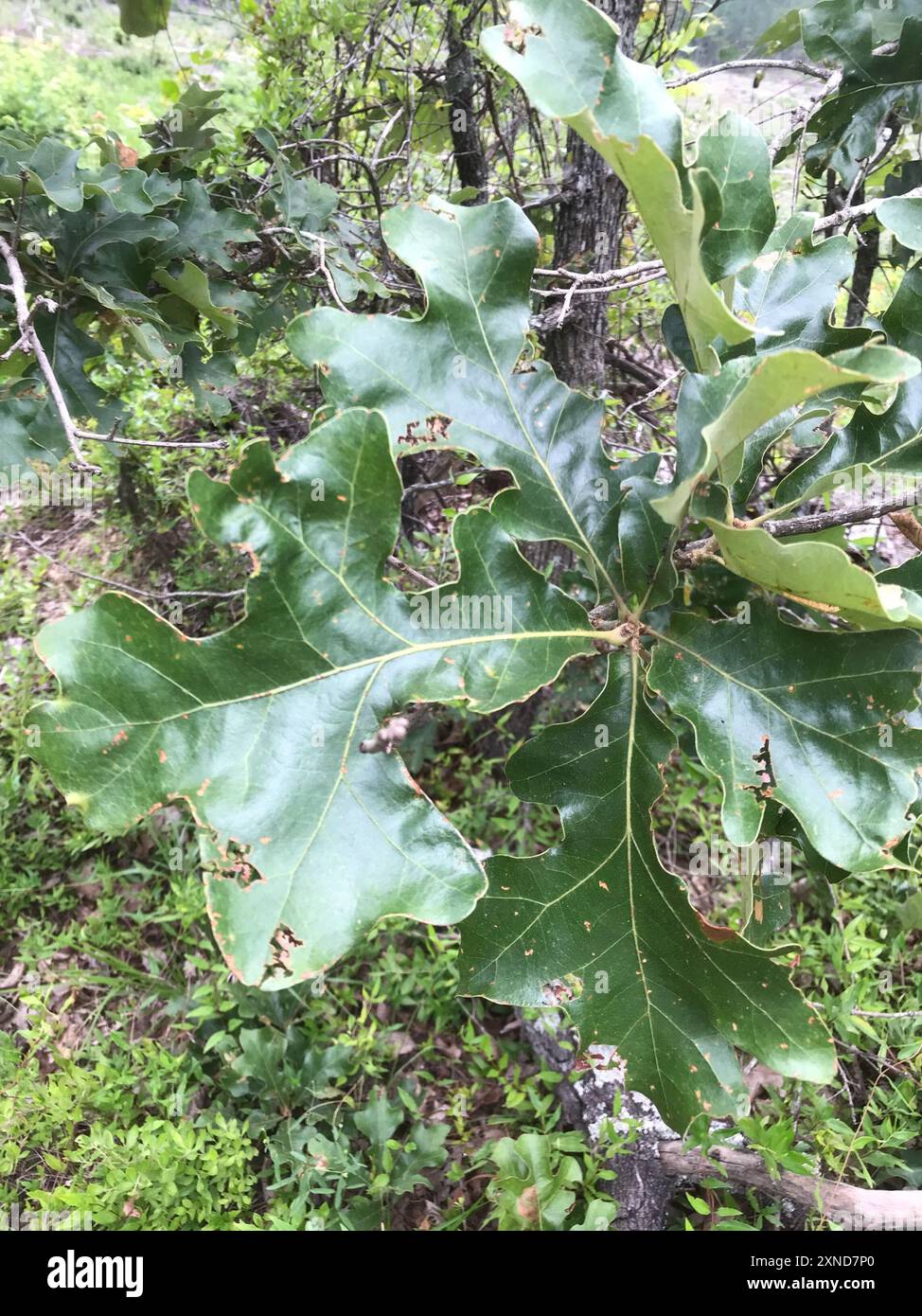post oak (Quercus stellata) Plantae Stock Photo - Alamy