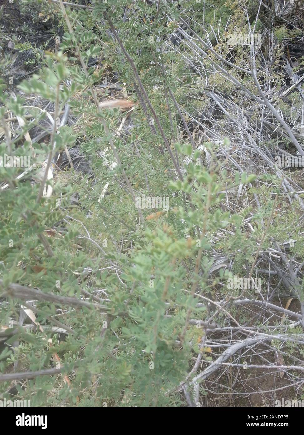 Catclaw Acacia (Senegalia greggii) Plantae Stock Photo - Alamy