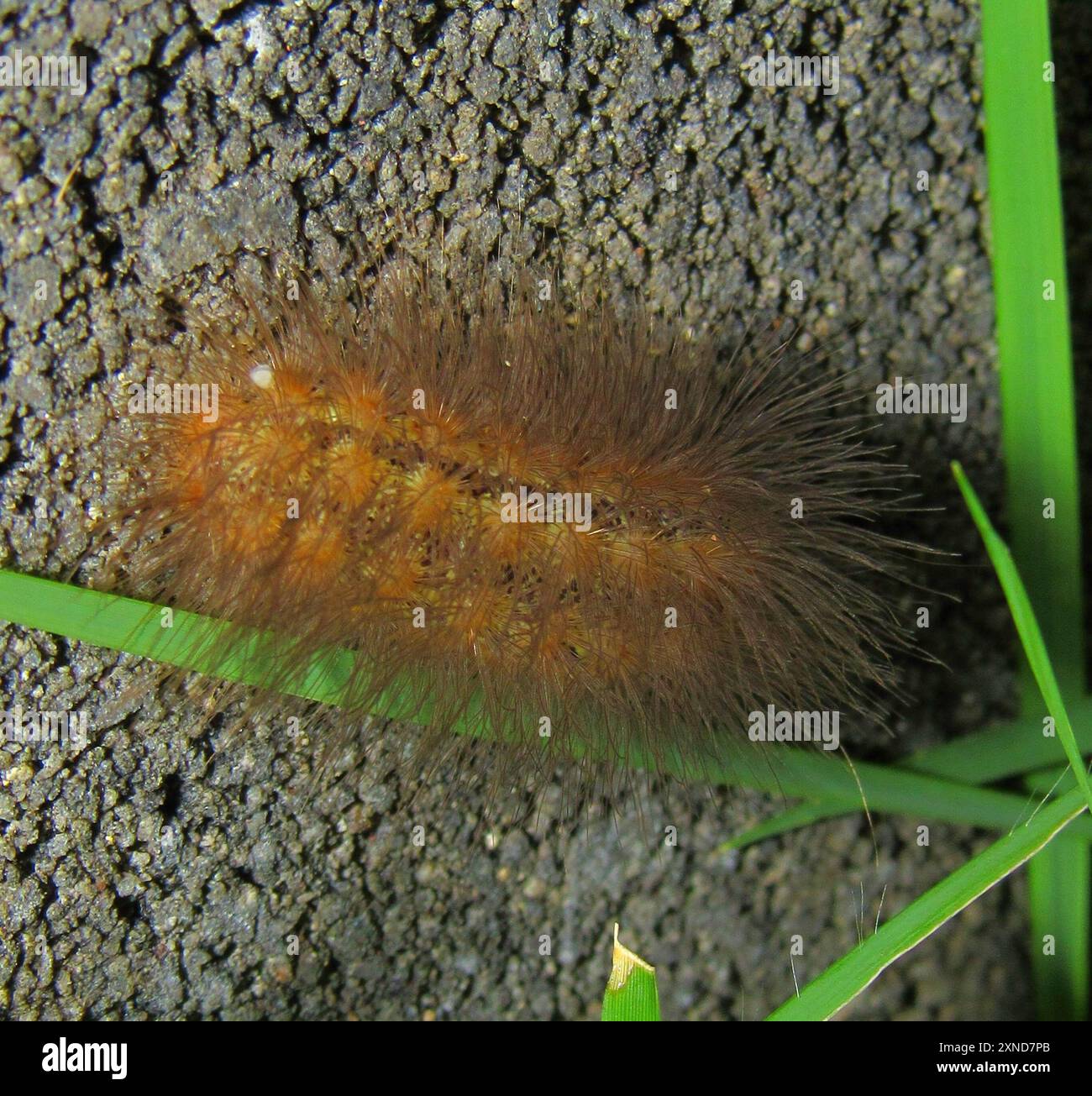 New World Flannel Moths (Megalopygidae) Insecta Stock Photo - Alamy