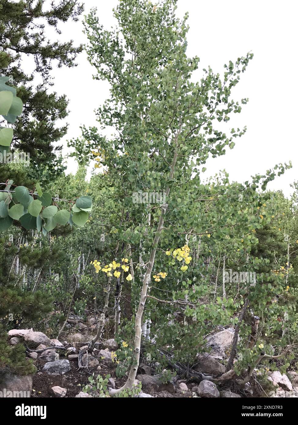 trembling aspen (Populus tremuloides) Plantae Stock Photo - Alamy