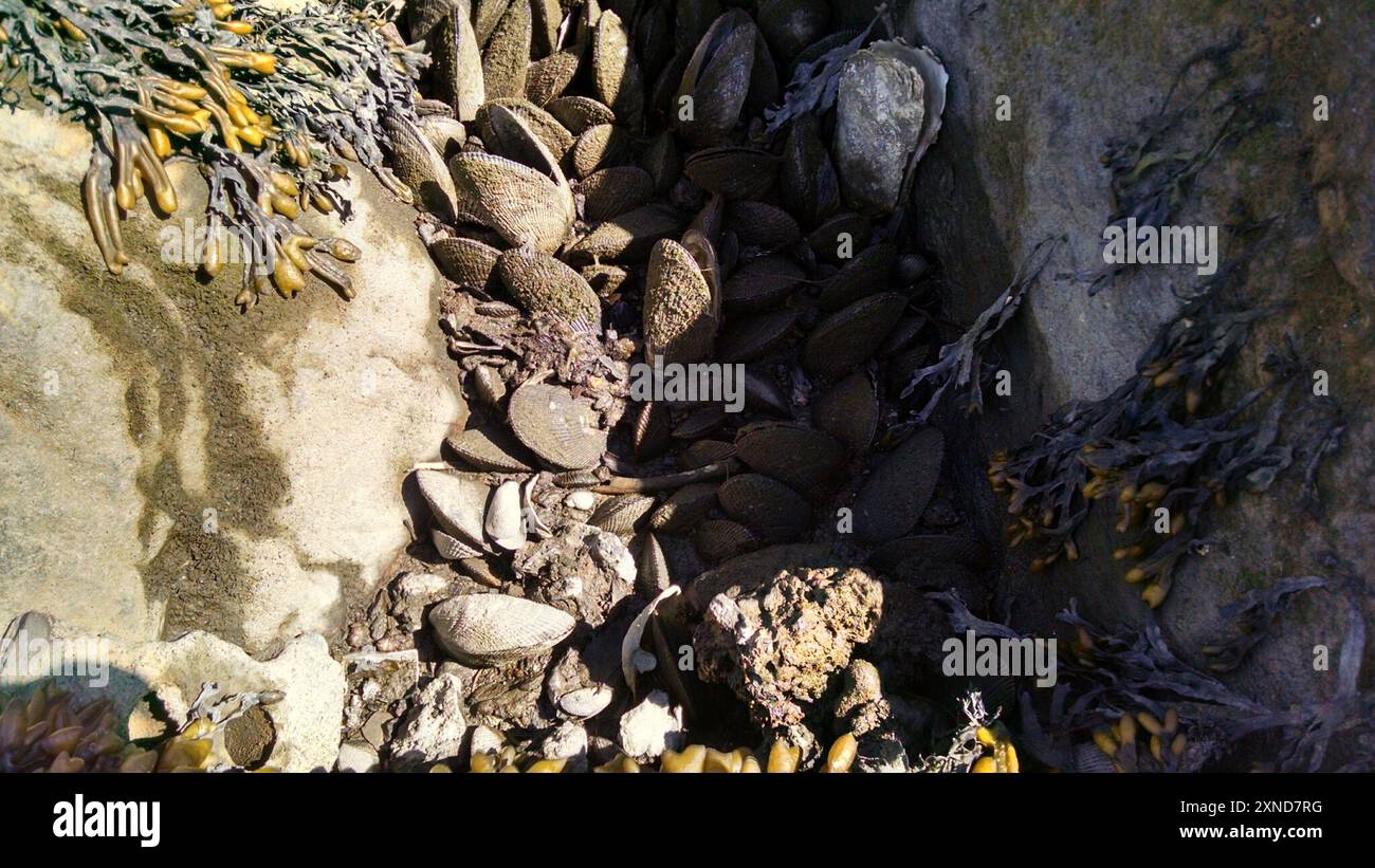 Atlantic Ribbed Mussel (Geukensia demissa) Mollusca Stock Photo - Alamy