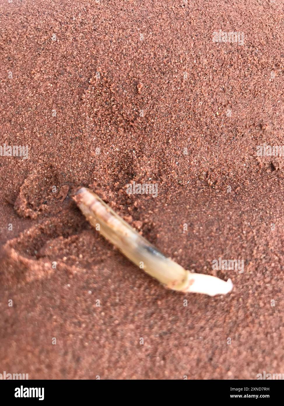 Atlantic Jackknife (Ensis leei) Mollusca Stock Photo - Alamy