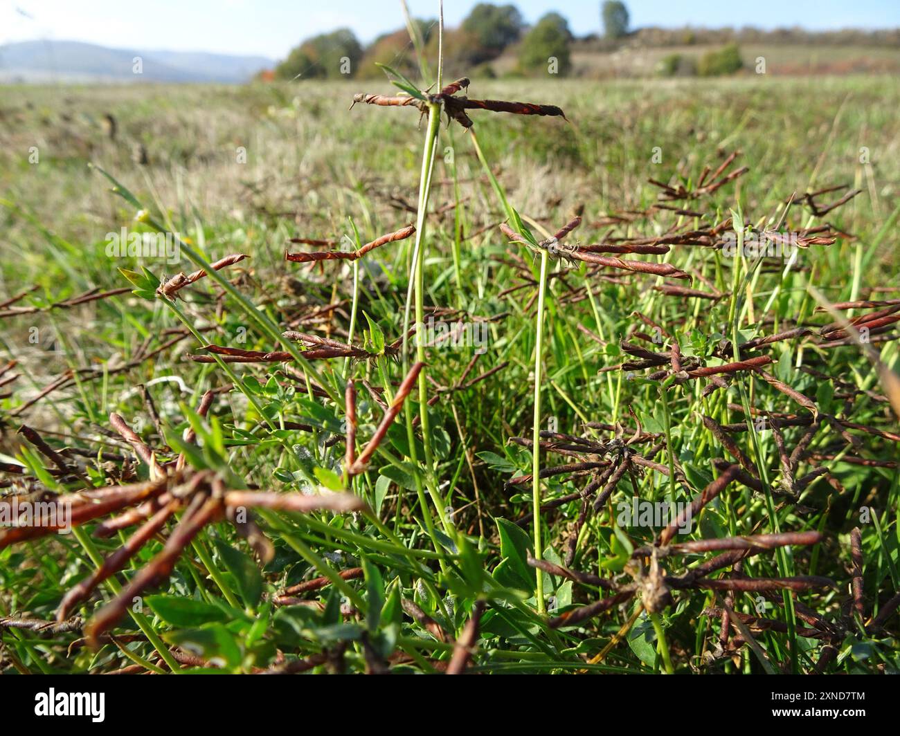 bird's-foot trefoils (Lotus) Plantae Stock Photo - Alamy
