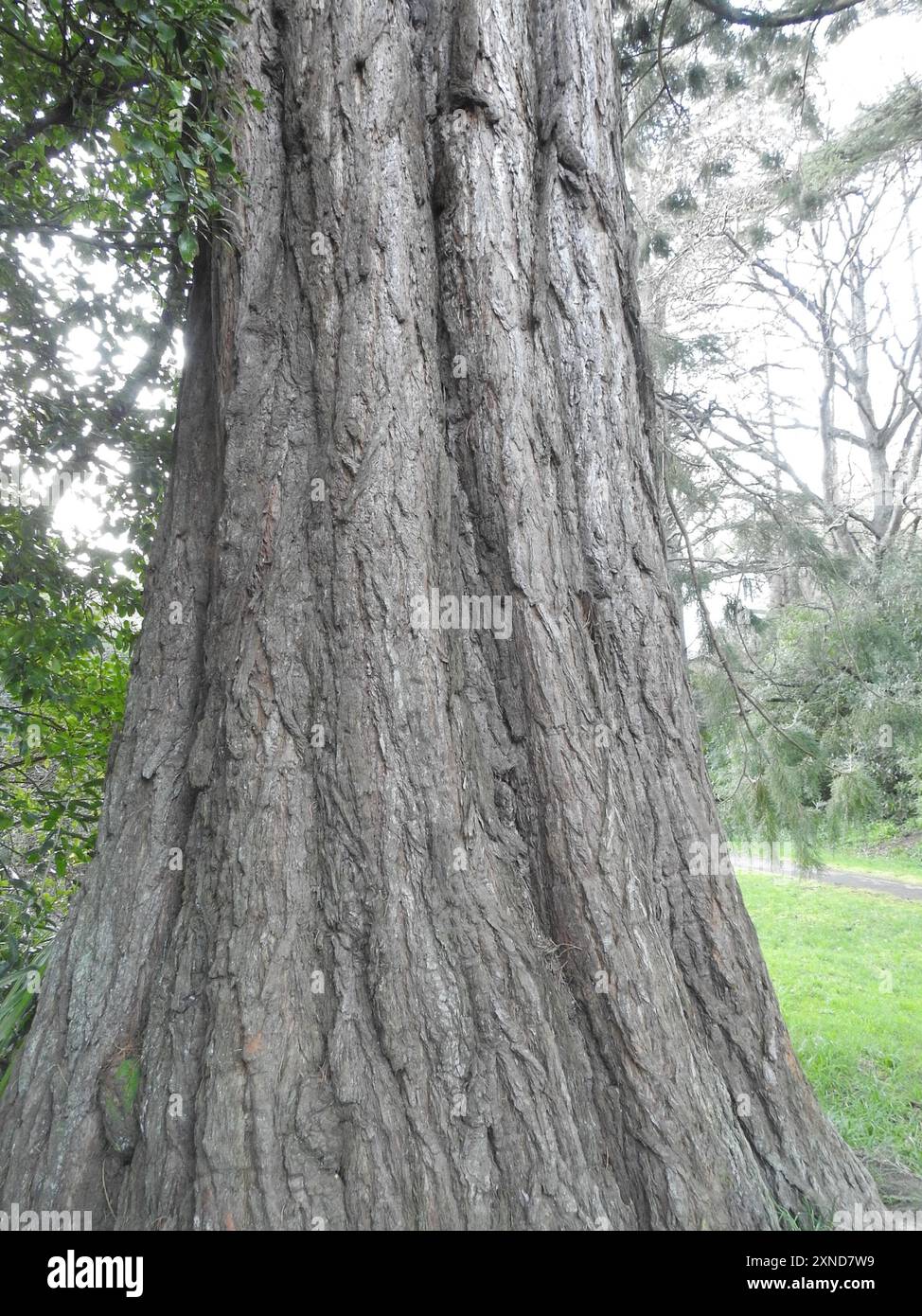 conifers (Pinales) Plantae Stock Photo - Alamy