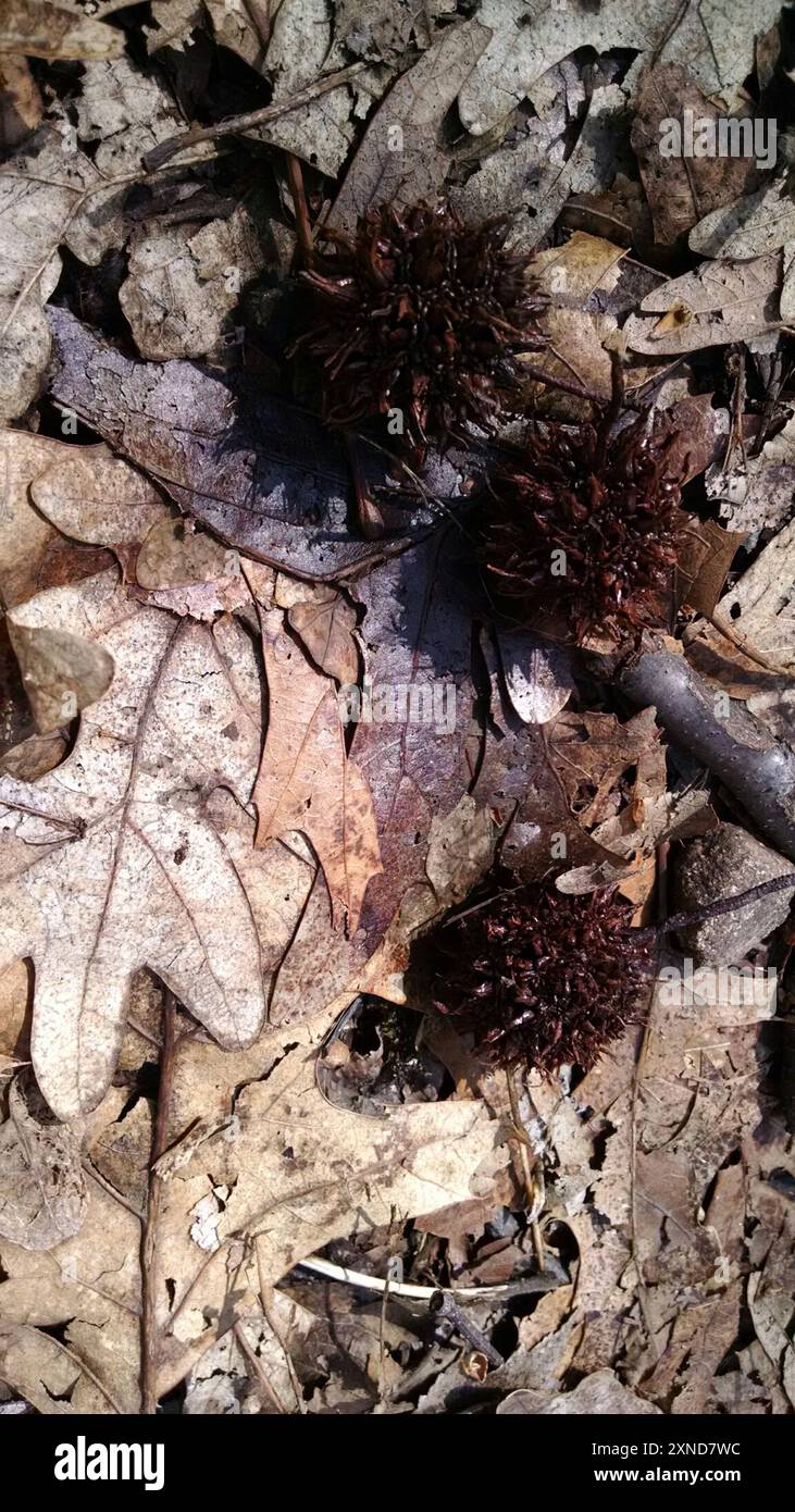 dicots (Magnoliopsida) Plantae Stock Photo - Alamy