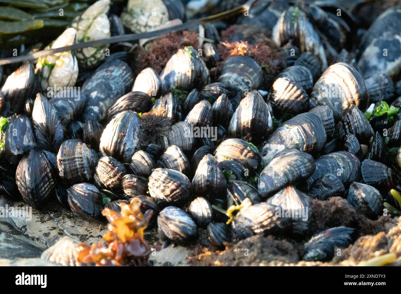 California Mussel (Mytilus californianus) Mollusca Stock Photo - Alamy
