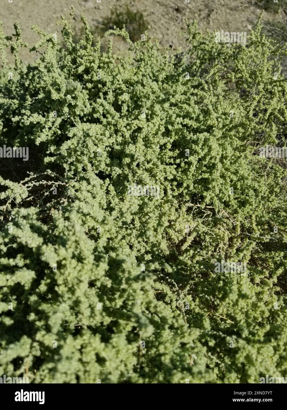 Cattle Saltbush (Atriplex polycarpa) Plantae Stock Photo - Alamy