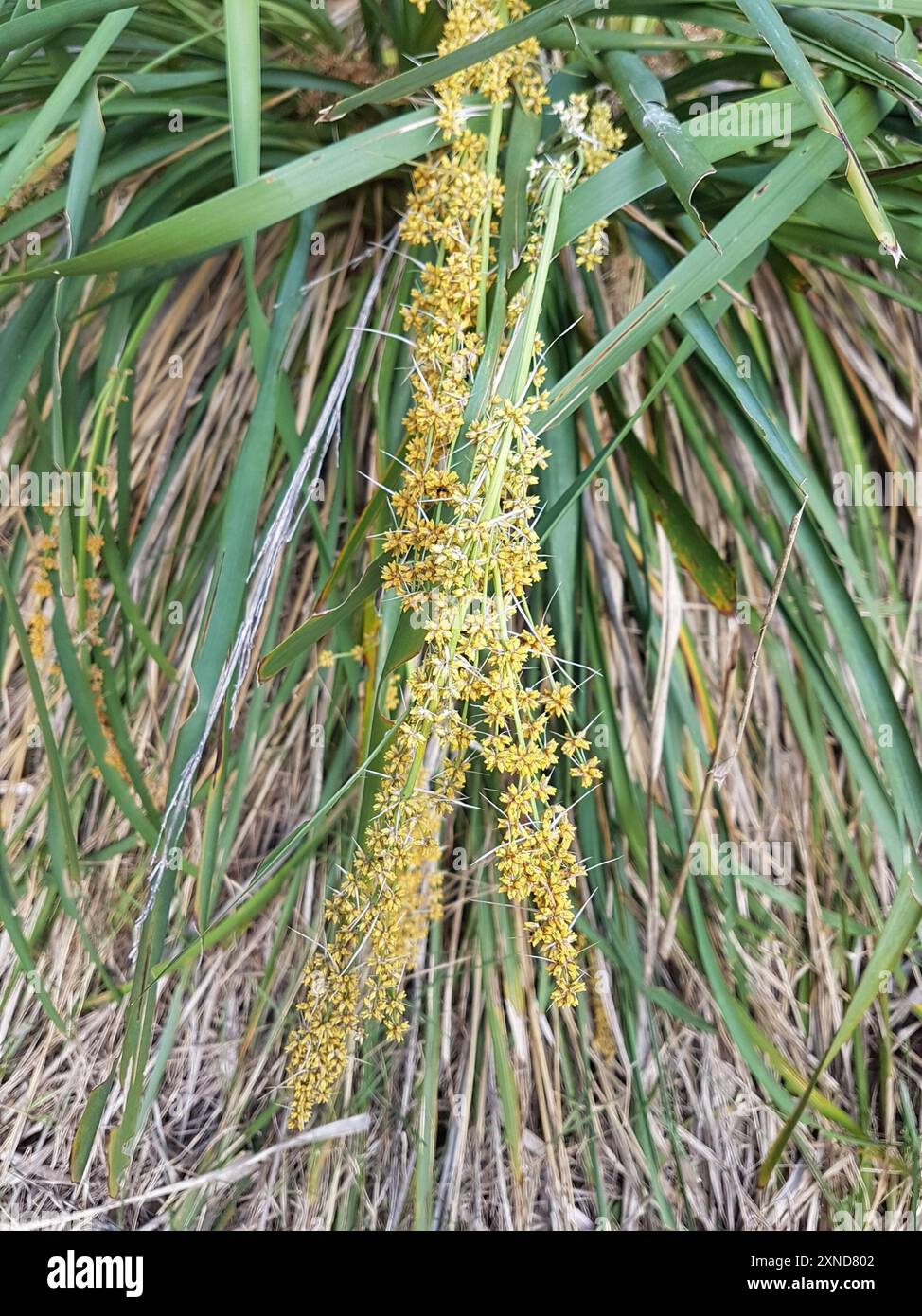 Spiny-headed Mat-rush (Lomandra longifolia) Plantae Stock Photo - Alamy
