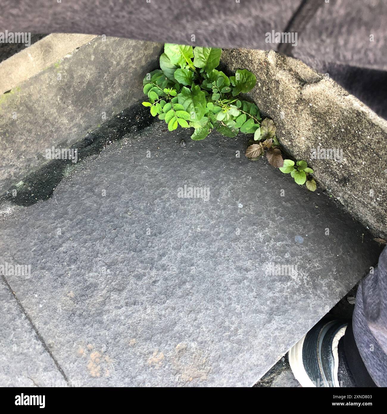 Mascarene Island leaf-flower (Phyllanthus tenellus) Plantae Stock Photo ...
