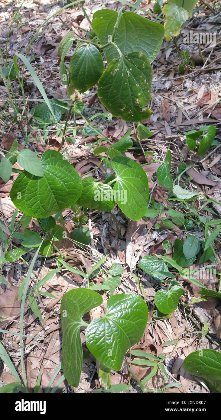 Lolot Pepper (Piper sarmentosum) Plantae Stock Photo - Alamy