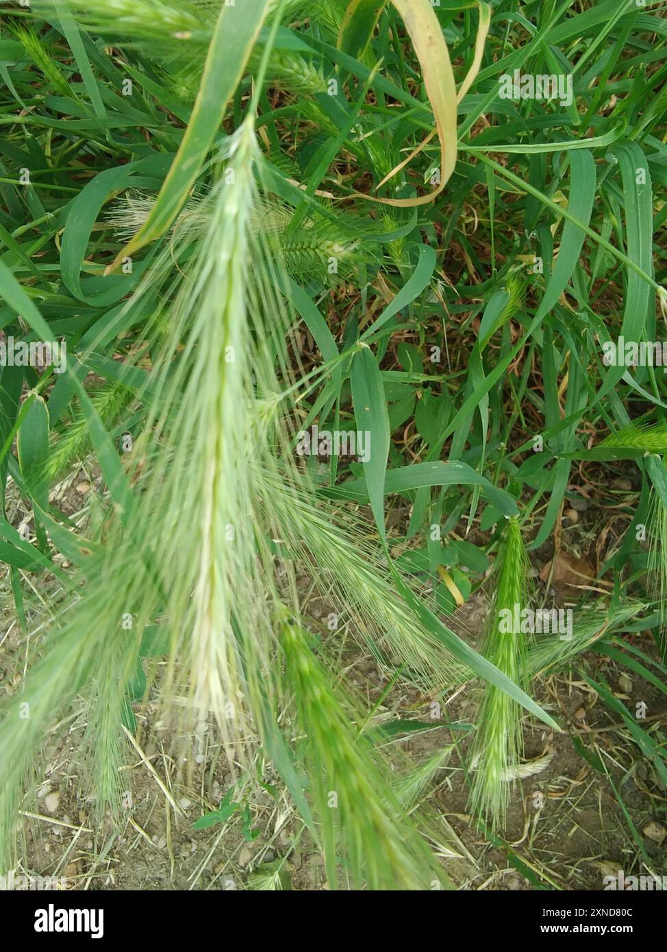 grasses (Poaceae) Plantae Stock Photo - Alamy