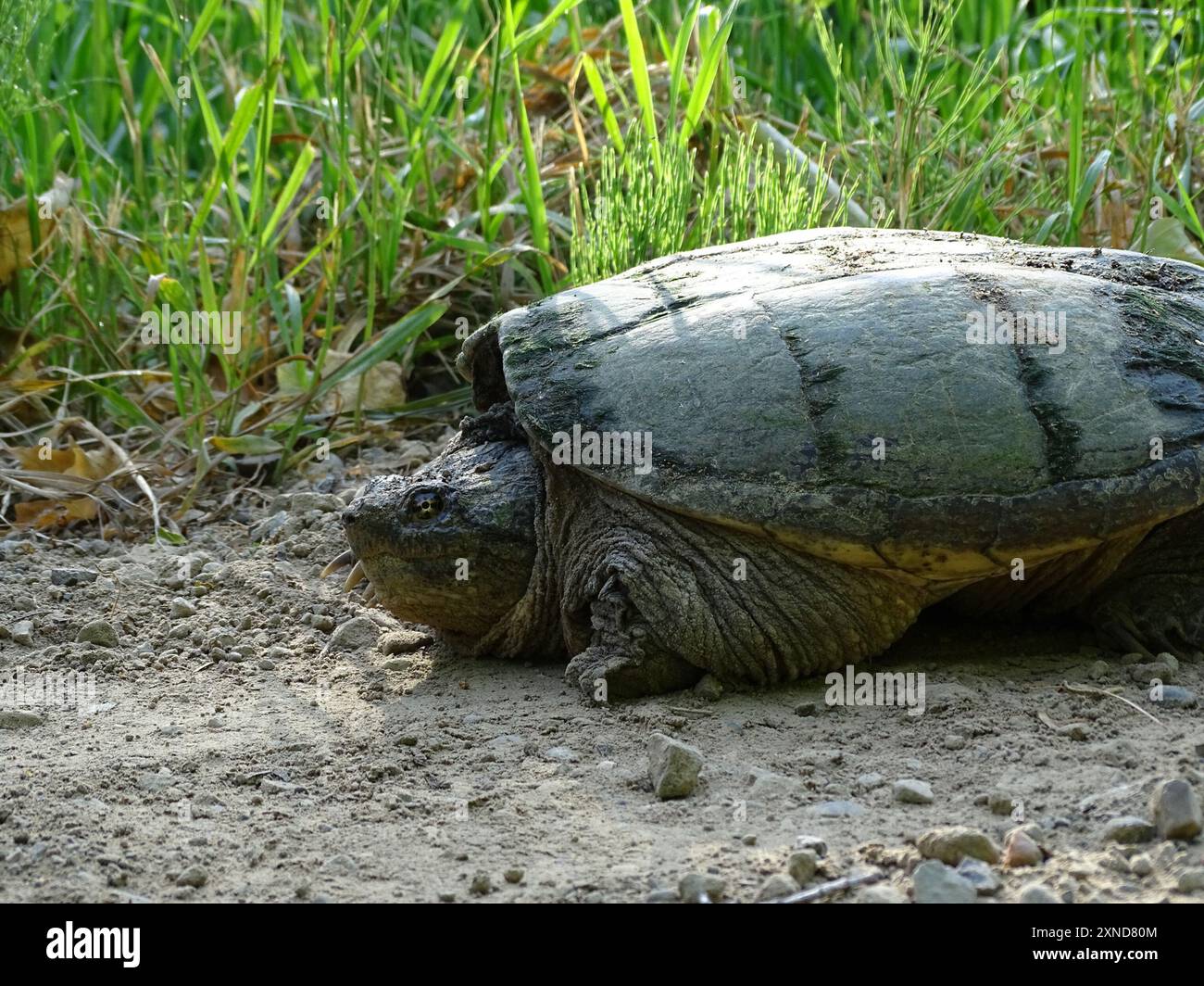 Common Snapping Turtle (Chelydra serpentina) Reptilia Stock Photo - Alamy