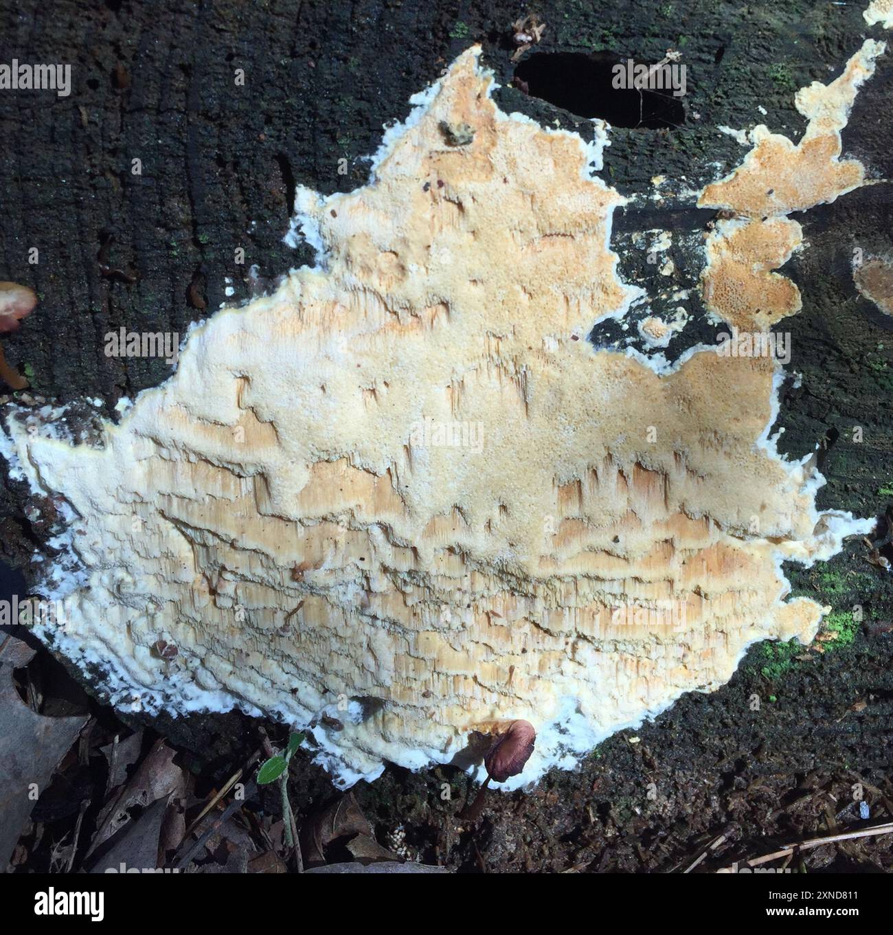 Milk-white Toothed Polypore (Irpex lacteus) Fungi Stock Photo - Alamy