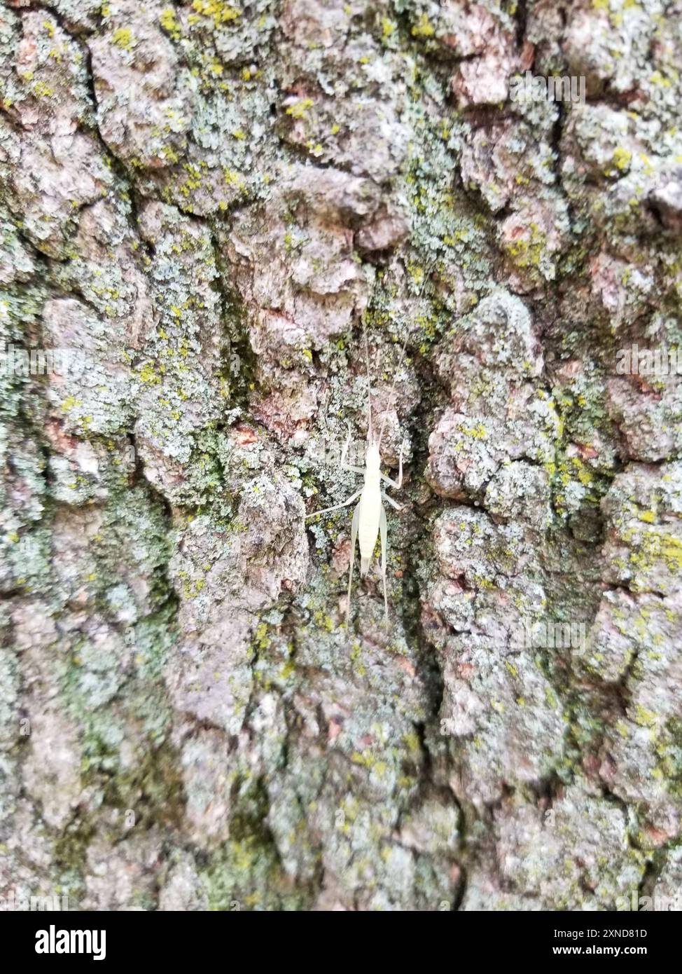 Common Tree Crickets (Oecanthus) Insecta Stock Photo - Alamy