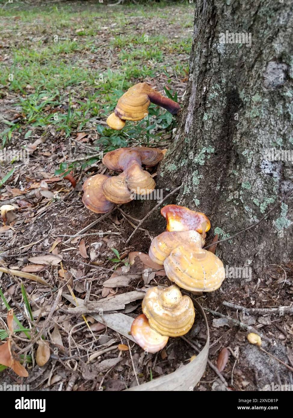 golden reishi (Ganoderma curtisii) Fungi Stock Photo - Alamy