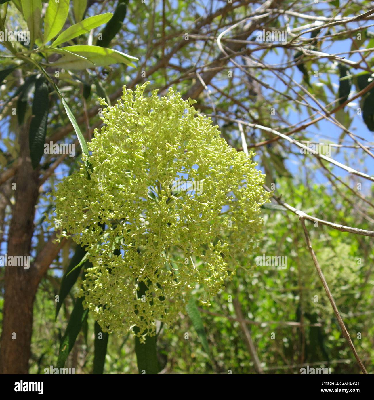 False Olive (Buddleja saligna) Plantae Stock Photo - Alamy