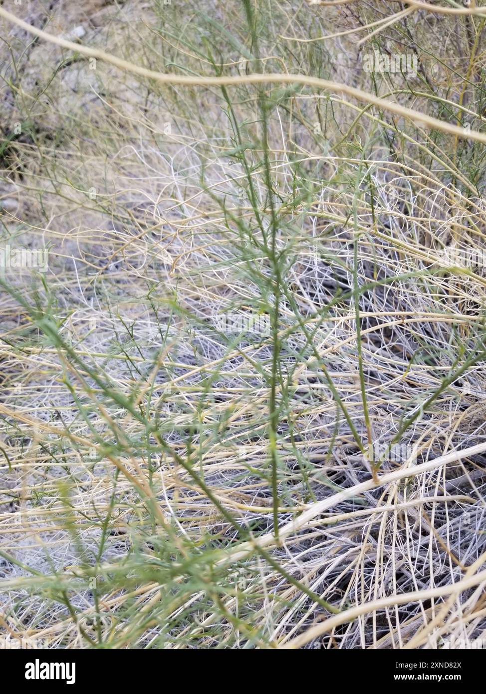 Cheesebush (Ambrosia salsola) Plantae Stock Photo - Alamy