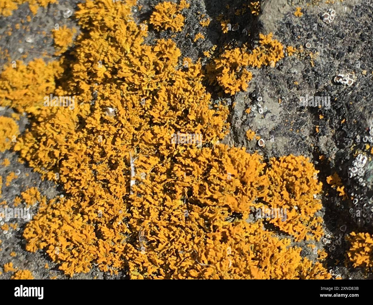 Shrubby Sunburst Lichen (Polycauliona candelaria) Fungi Stock Photo - Alamy