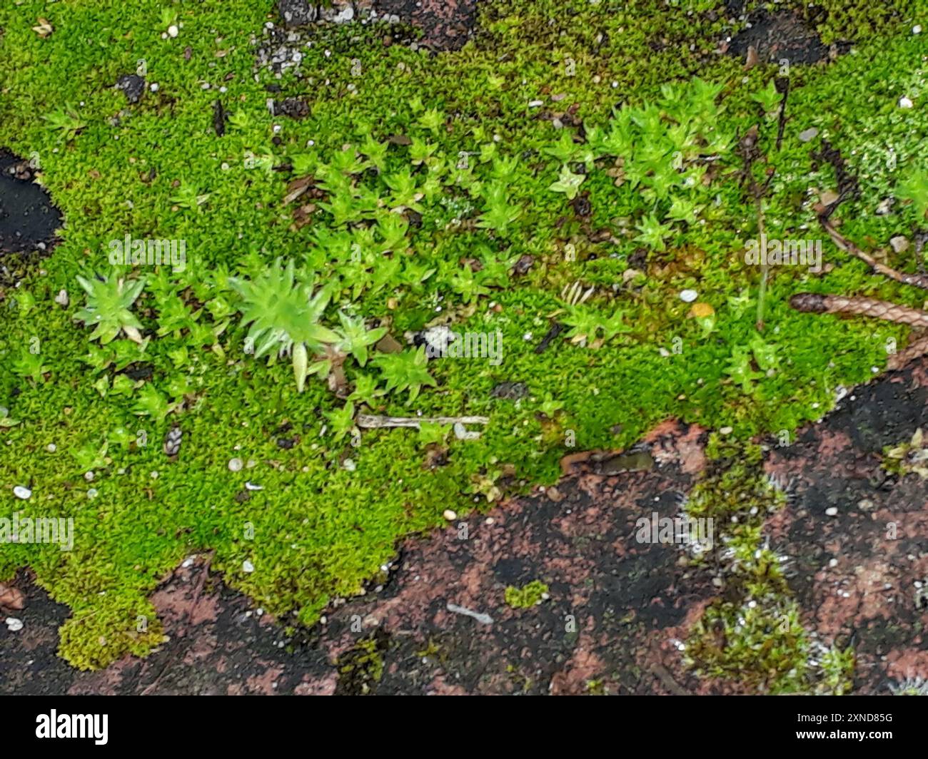 Wall Screw-moss (Tortula muralis) Plantae Stock Photo - Alamy