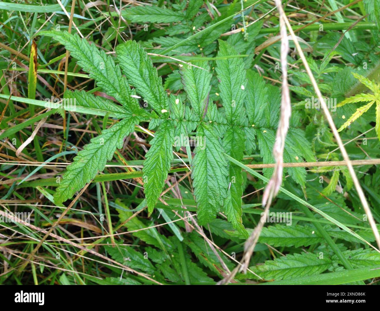 swamp agrimony (Agrimonia parviflora) Plantae Stock Photo - Alamy