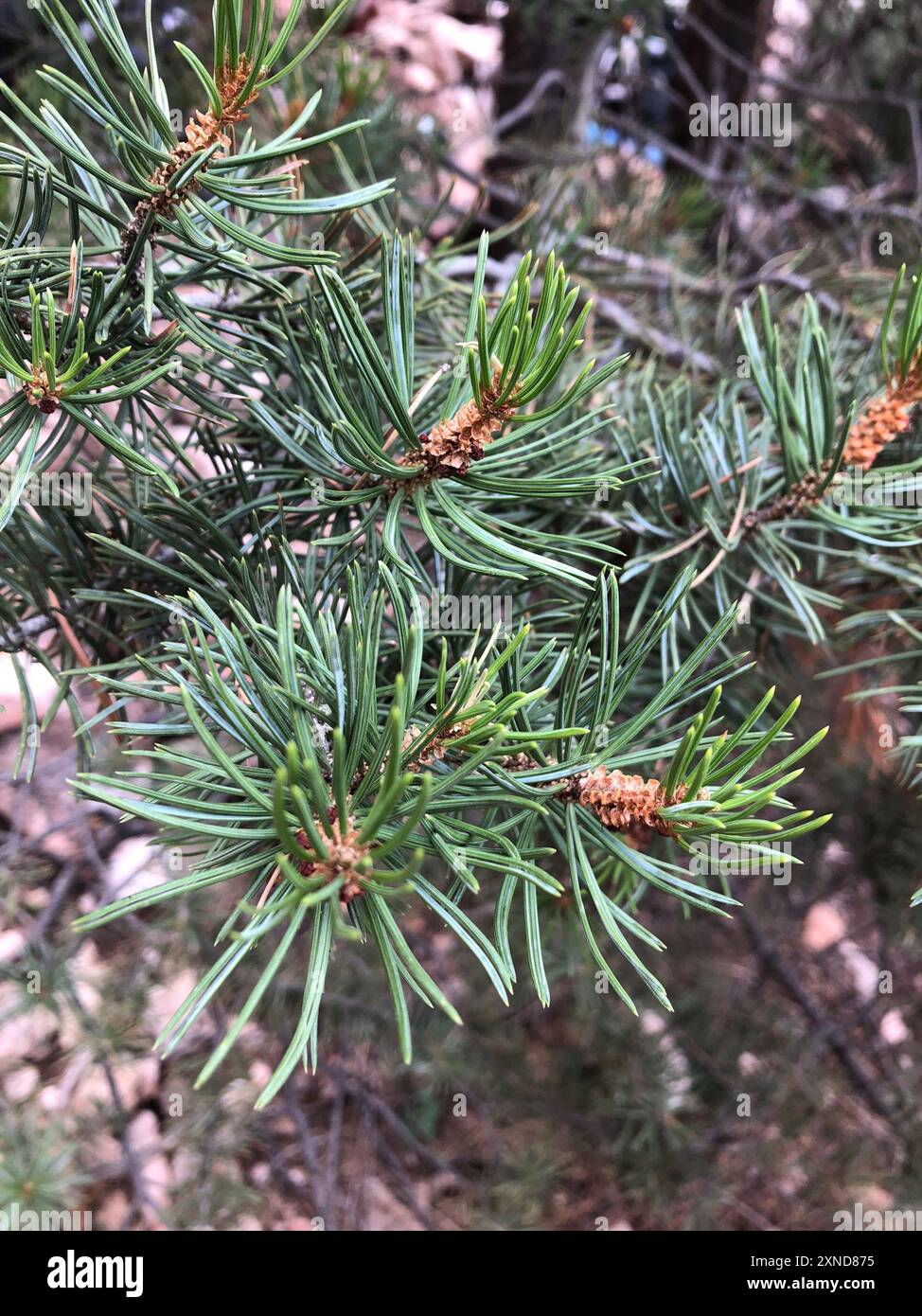 Colorado Pinyon (Pinus edulis) Plantae Stock Photo - Alamy