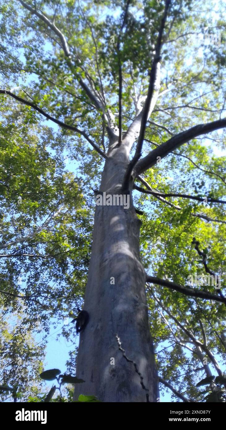 Mexican Sycamore (Platanus mexicana) Plantae Stock Photo - Alamy