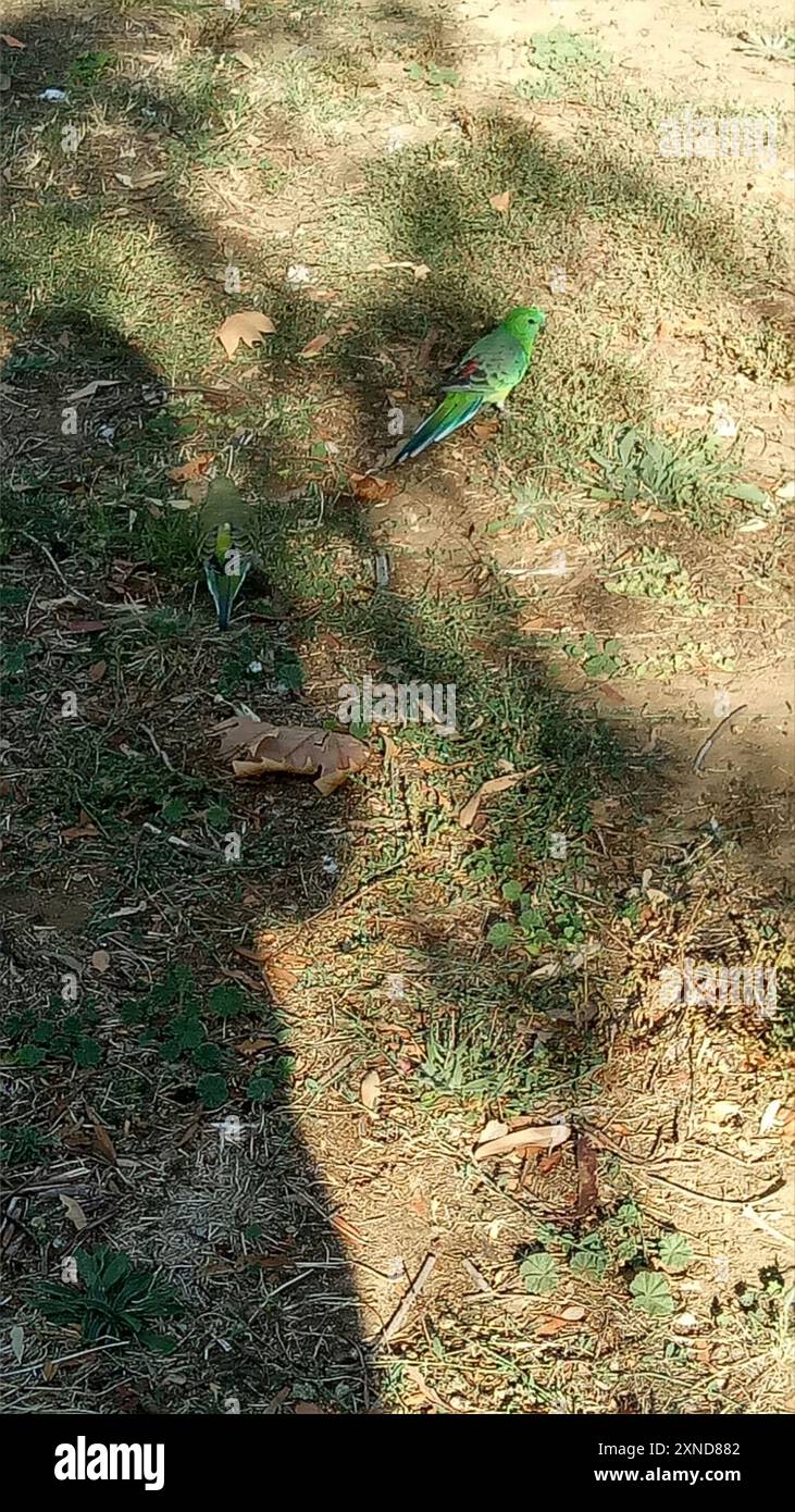 Red-rumped Parrot (Psephotus haematonotus) Aves Stock Photo - Alamy