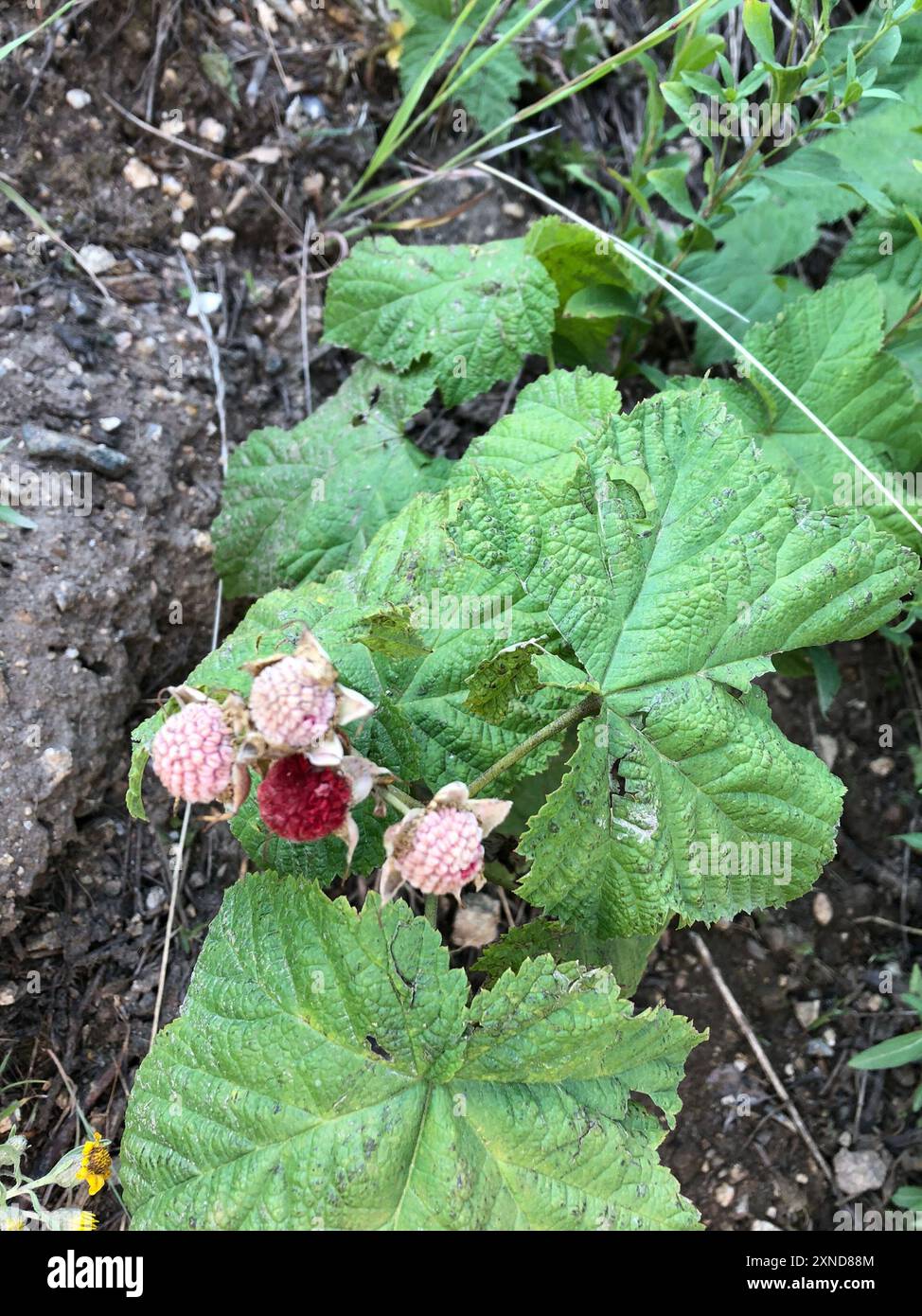 thimbleberry (Rubus parviflorus) Plantae Stock Photo - Alamy