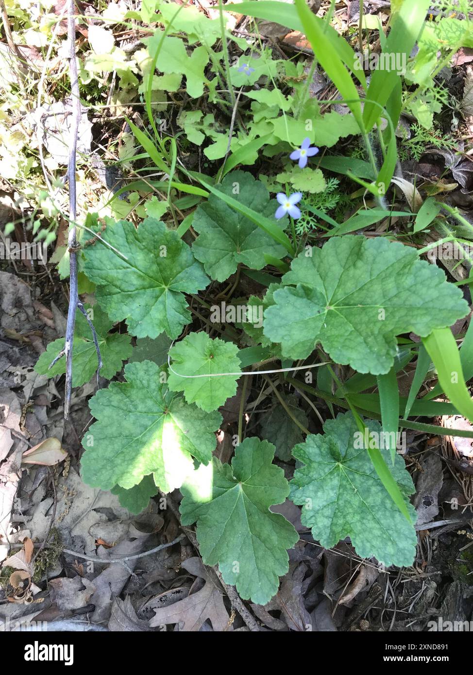 American alumroot heuchera americana hi-res stock photography and ...