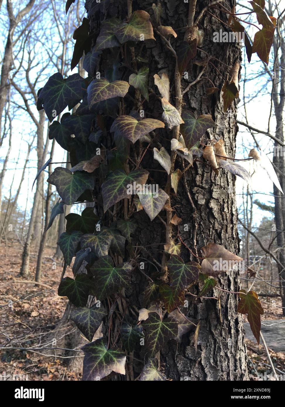 common ivy (Hedera helix) Plantae Stock Photo - Alamy