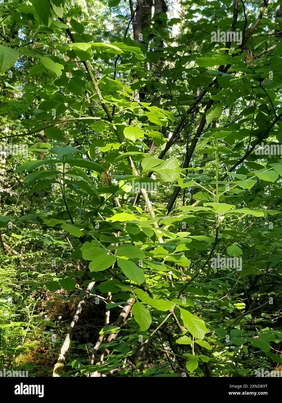 Oregon Ash (Fraxinus latifolia) Plantae Stock Photo - Alamy