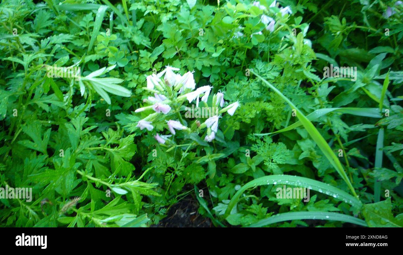 common soapwort (Saponaria officinalis) Plantae Stock Photo - Alamy