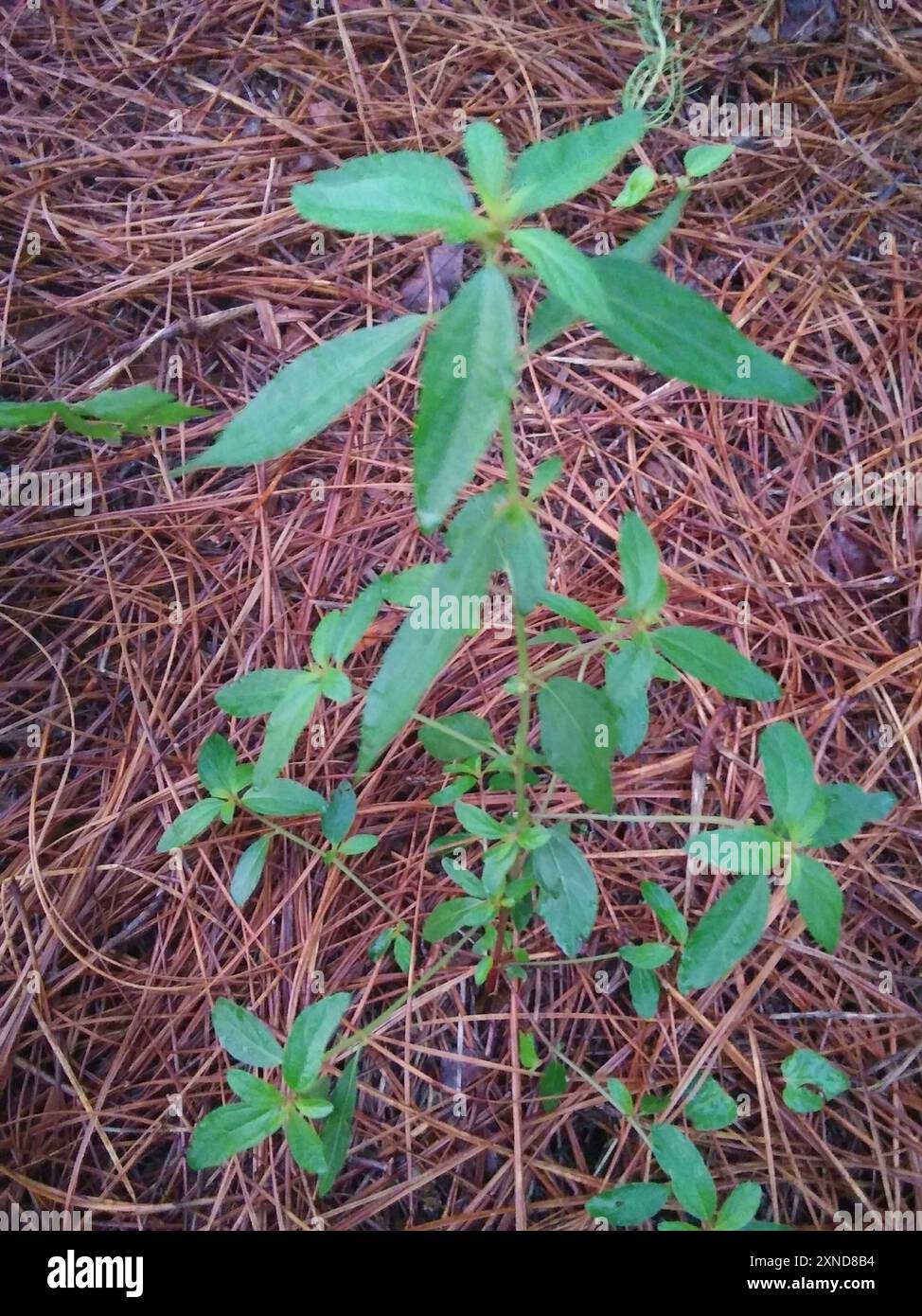 three-seeded mercuries (Acalypha) Plantae Stock Photo - Alamy