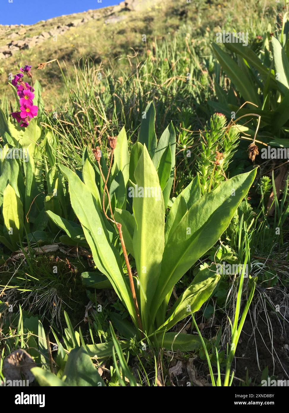 Parry's primrose (Primula parryi) Plantae Stock Photo - Alamy