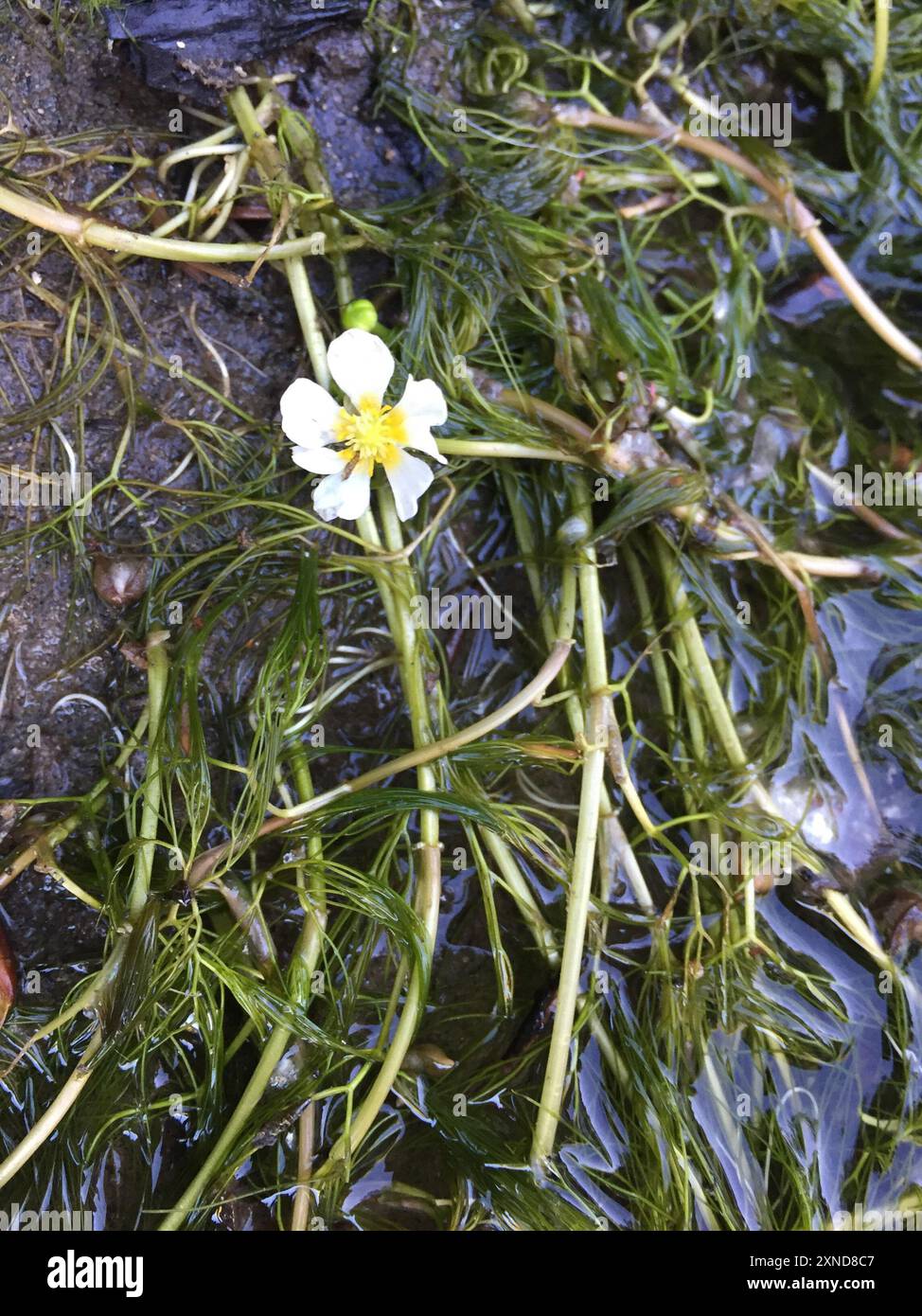 common water-crowfoot (Ranunculus aquatilis) Plantae Stock Photo - Alamy