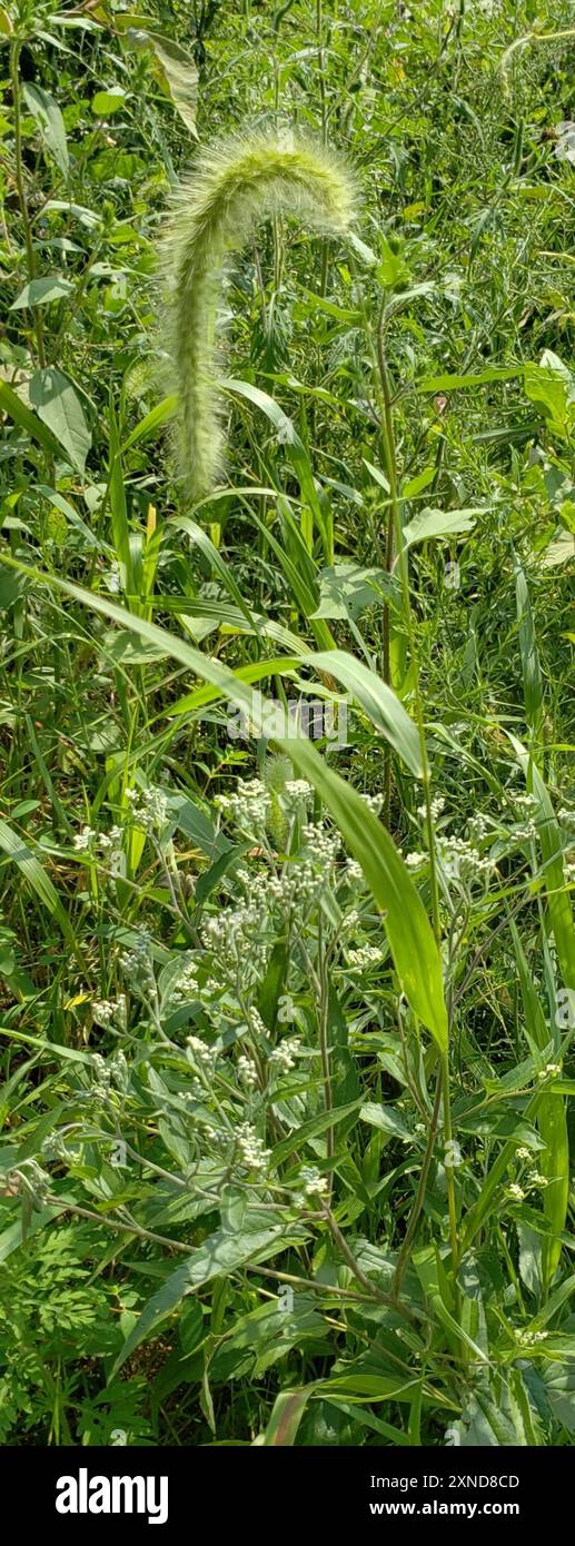 giant foxtail (Setaria faberi) Plantae Stock Photo - Alamy