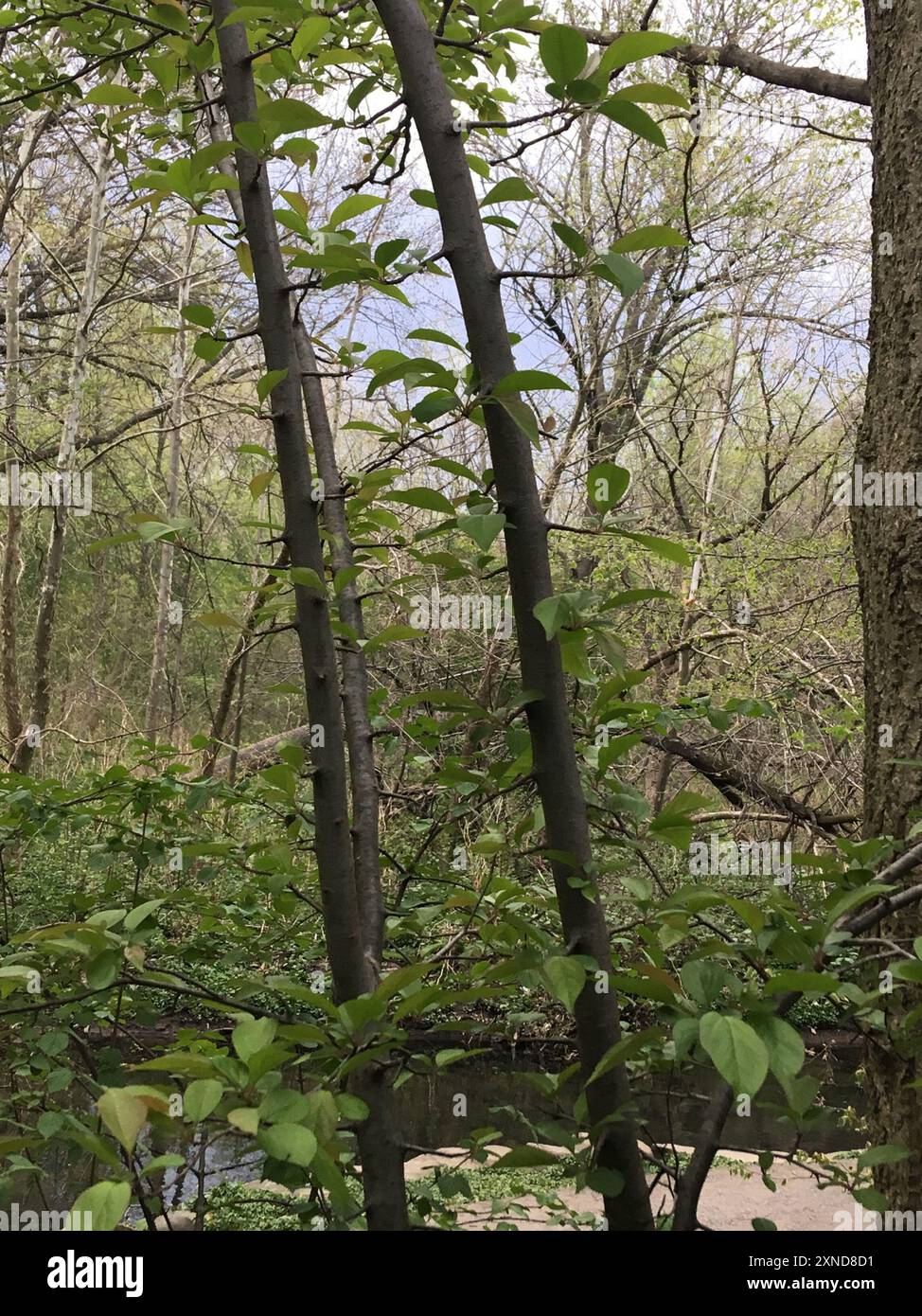 Hupeh Crabapple (Malus hupehensis) Plantae Stock Photo - Alamy