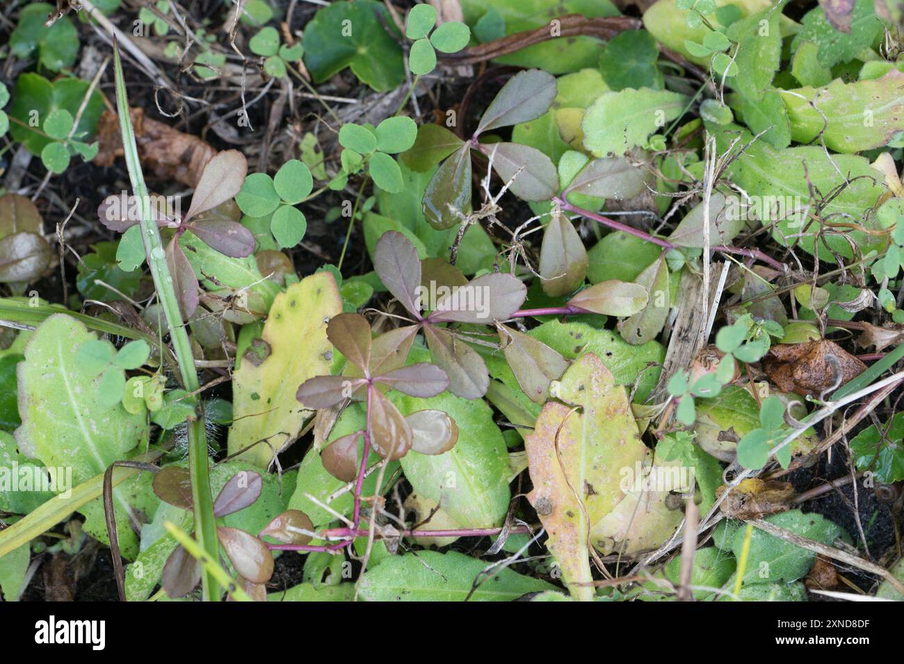 turkey tangle frogfruit (Phyla nodiflora) Plantae Stock Photo - Alamy