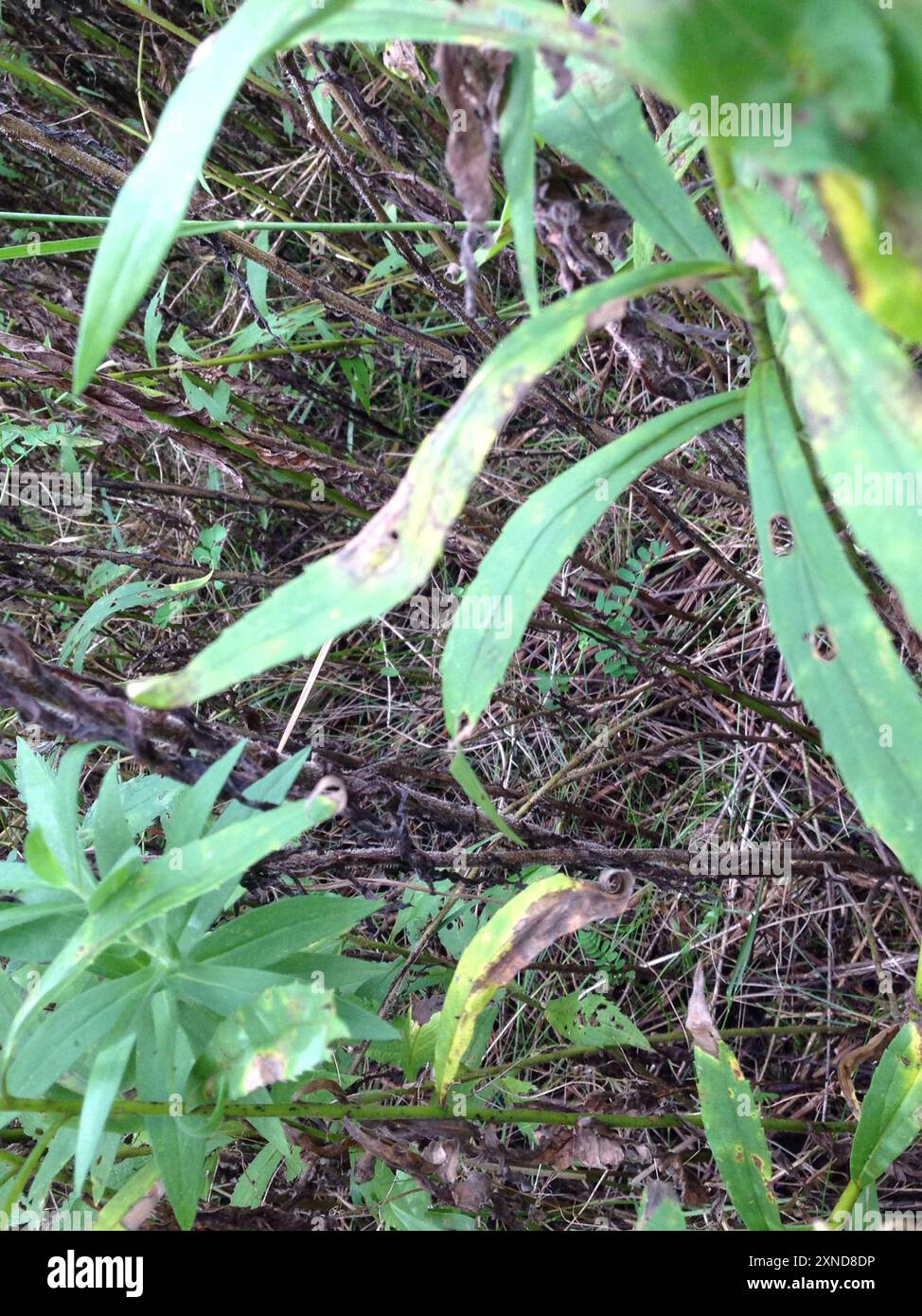 swamp aster (Symphyotrichum puniceum) Plantae Stock Photo - Alamy