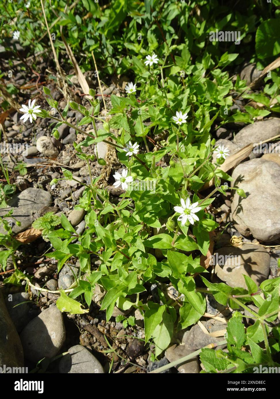 Water Chickweed (Stellaria aquatica) Plantae Stock Photo - Alamy