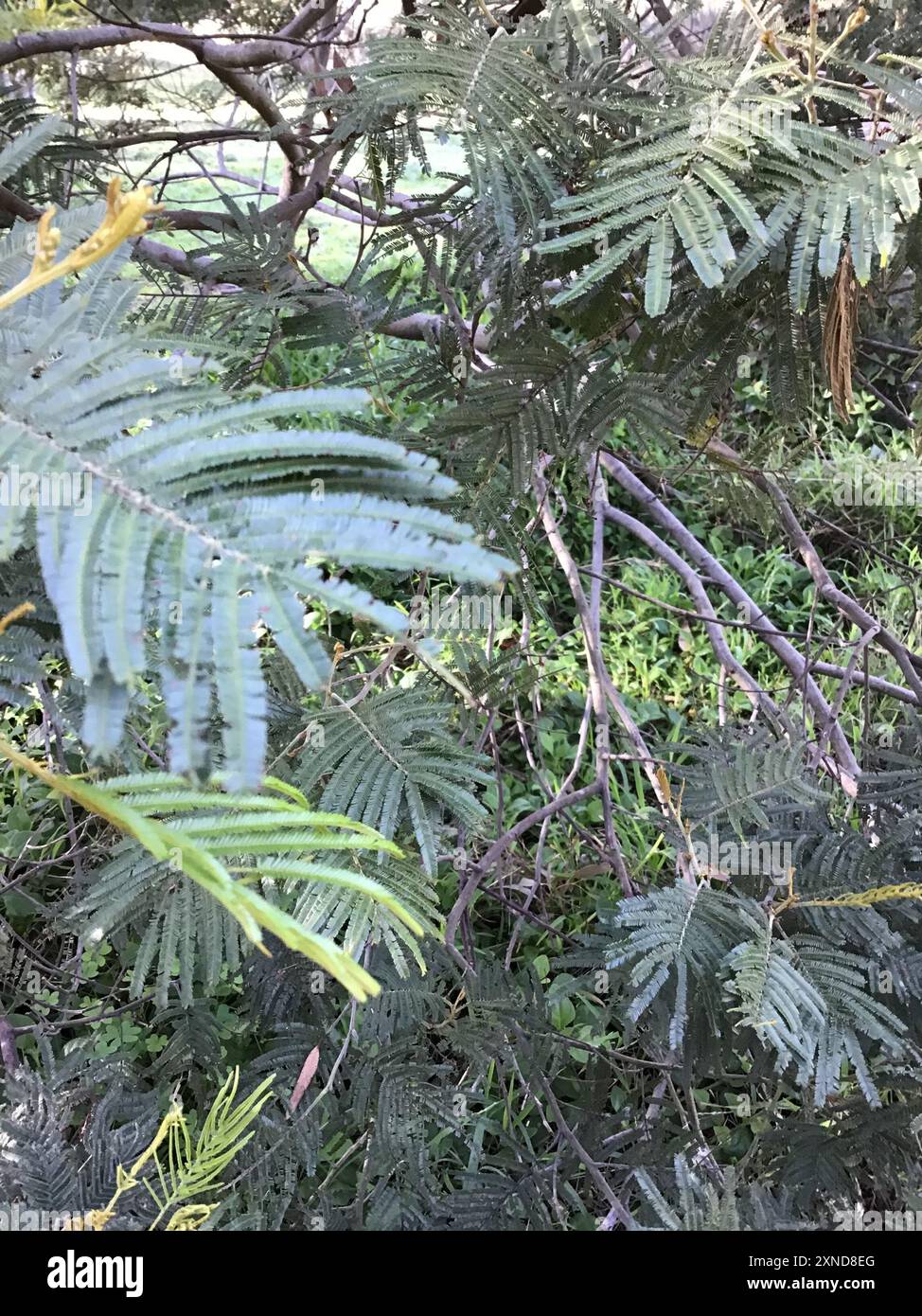 Stinkbean (Paraserianthes lophantha lophantha) Plantae Stock Photo - Alamy
